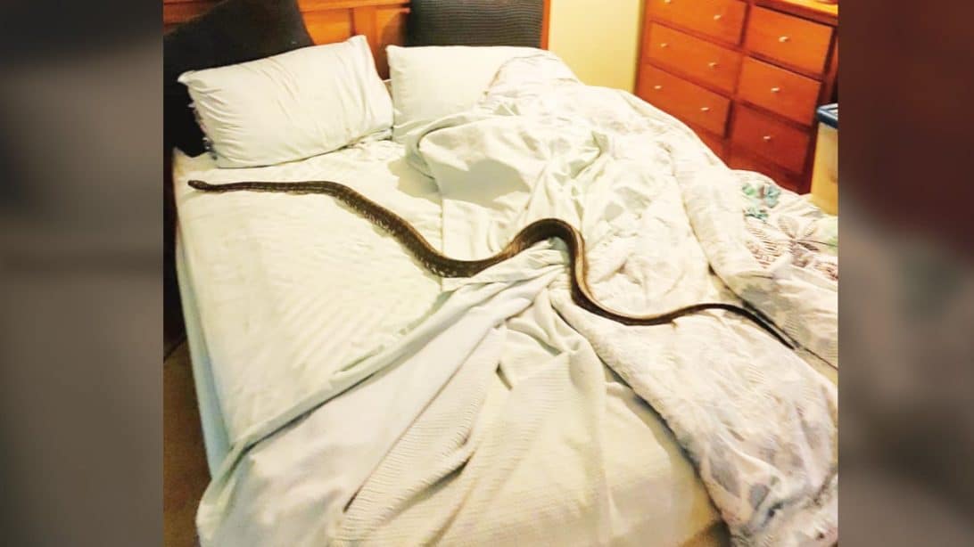 Australian Woman Finds 7-Foot Python On Her Bed In October 2019 ...