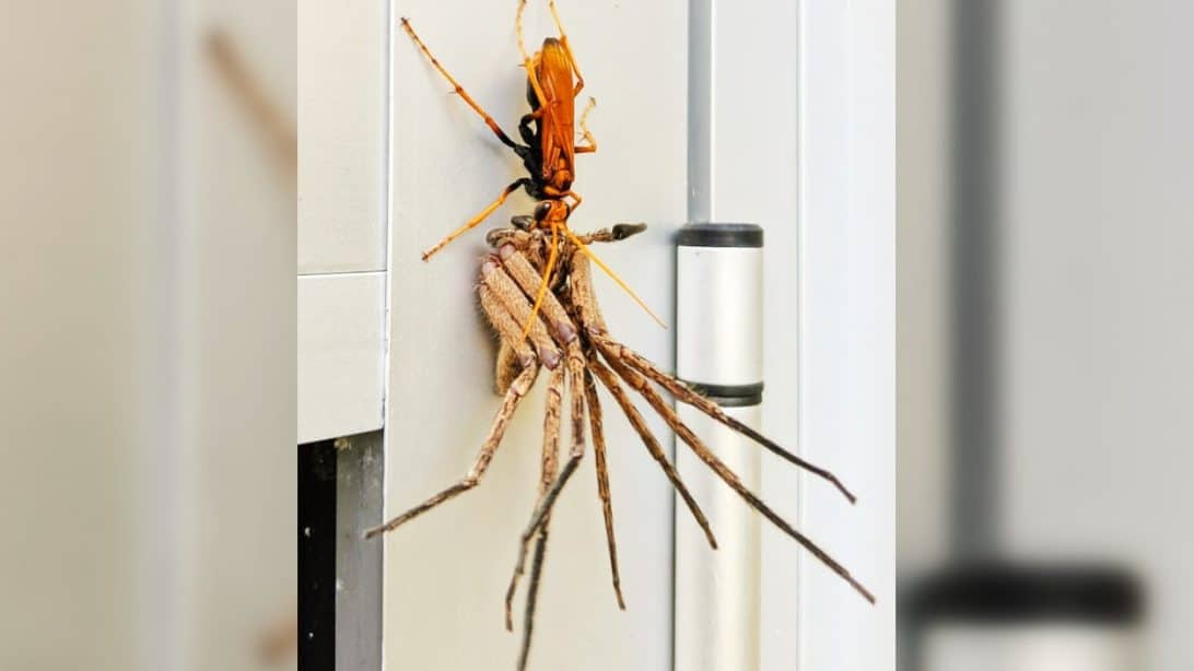 Tarantula Hawk Wasp Photographed Carrying Huntsman Spider In Australia ...
