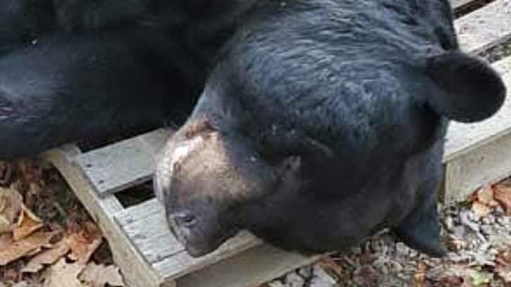 Man Kills 700 Lb Black Bear With Bow, Sets New World Record