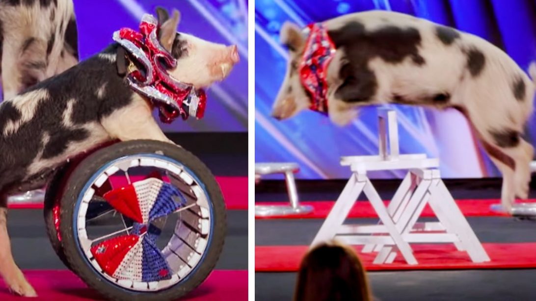 Hurdle-Jumping Pigs Earn Standing Ovation From AGT Judges Heidi & Howie