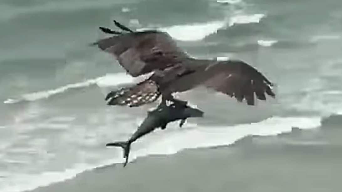 Eagle Soars Over Myrtle Beach With Shark In Talons