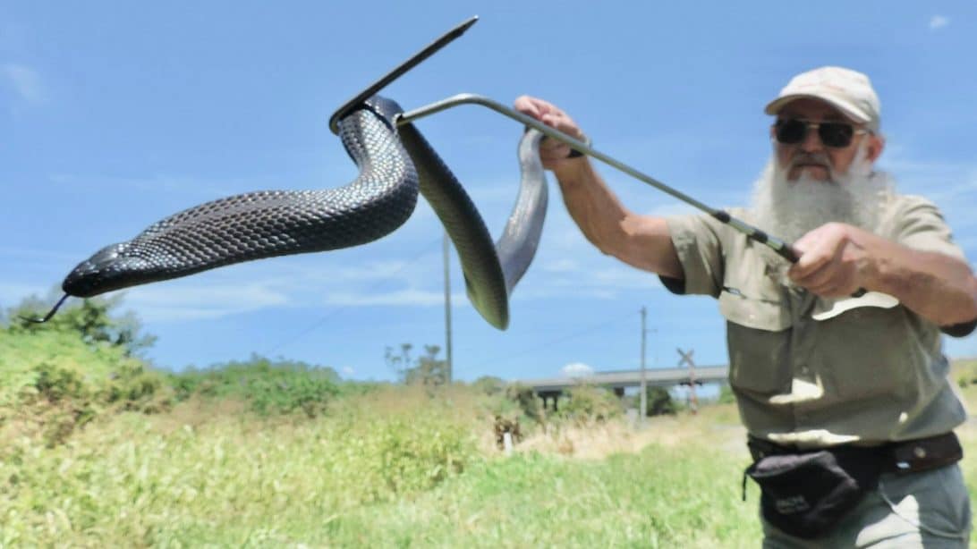 2 Highly-Venomous Blue Bellied Black Snakes Caught Back To Back