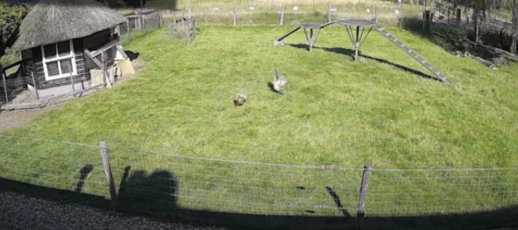 Hawk Tries To Kill Chicken Until Goat & Rooster Intervene