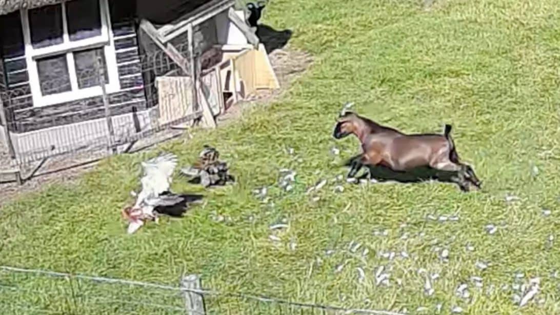 Hawk Tries To Kill Chicken Until Goat & Rooster Intervene – Country ...