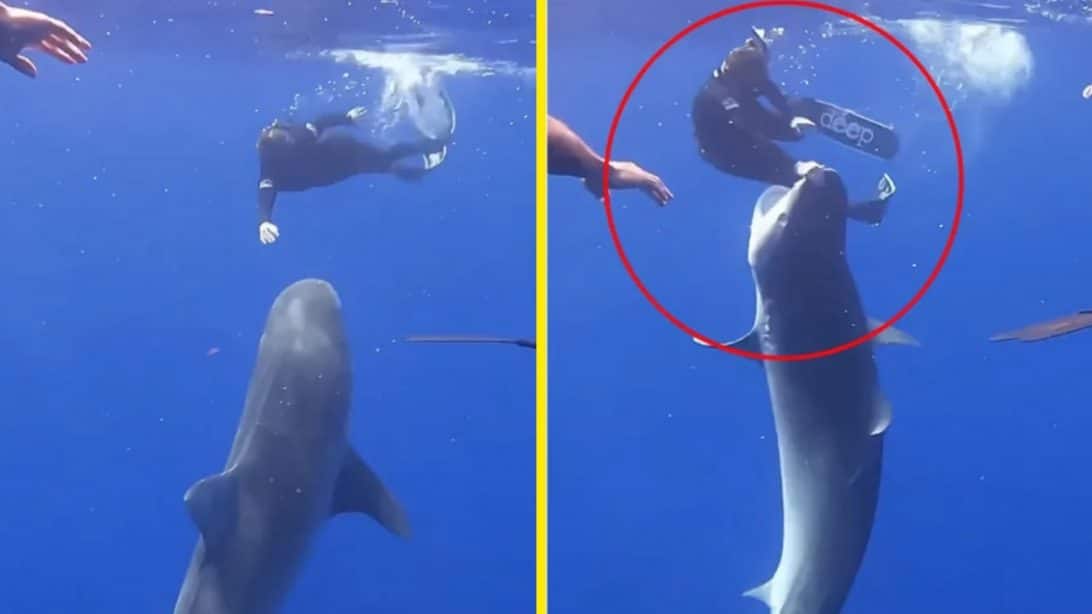 Diver’s Perfect Reaction Saves Her From Shark Attack – Country Music Family