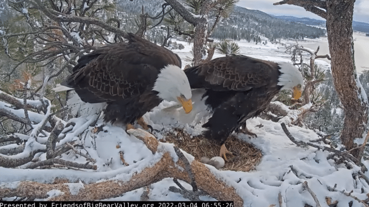 Webcam Captures Bald Eagle Hatching In Southern California