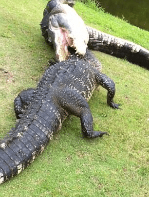 Alligator Fight Erupts On Florida Golf Course