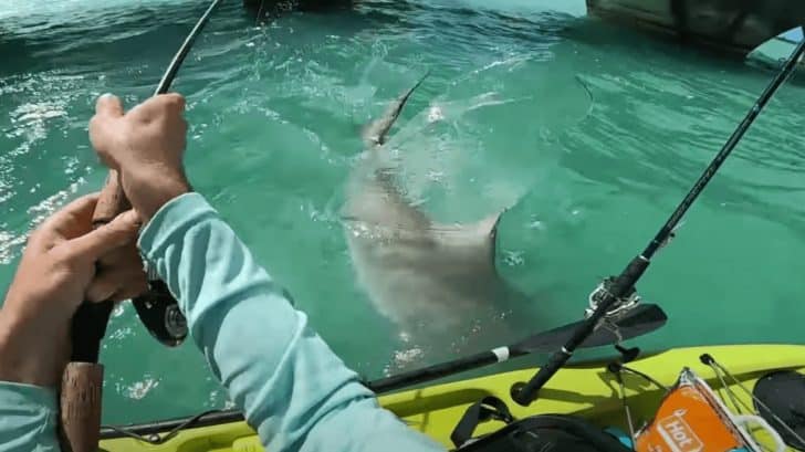 Video Shows Kayaker Get Slapped By Shark In Florida Keys – Country ...