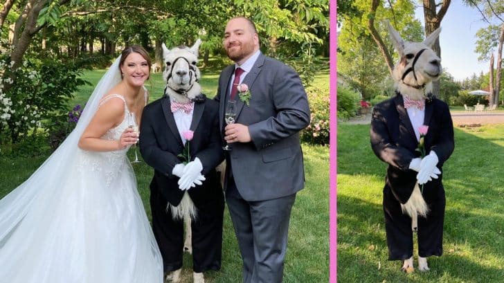 Llama Attending Wedding Dressed As Groomsman Goes Viral