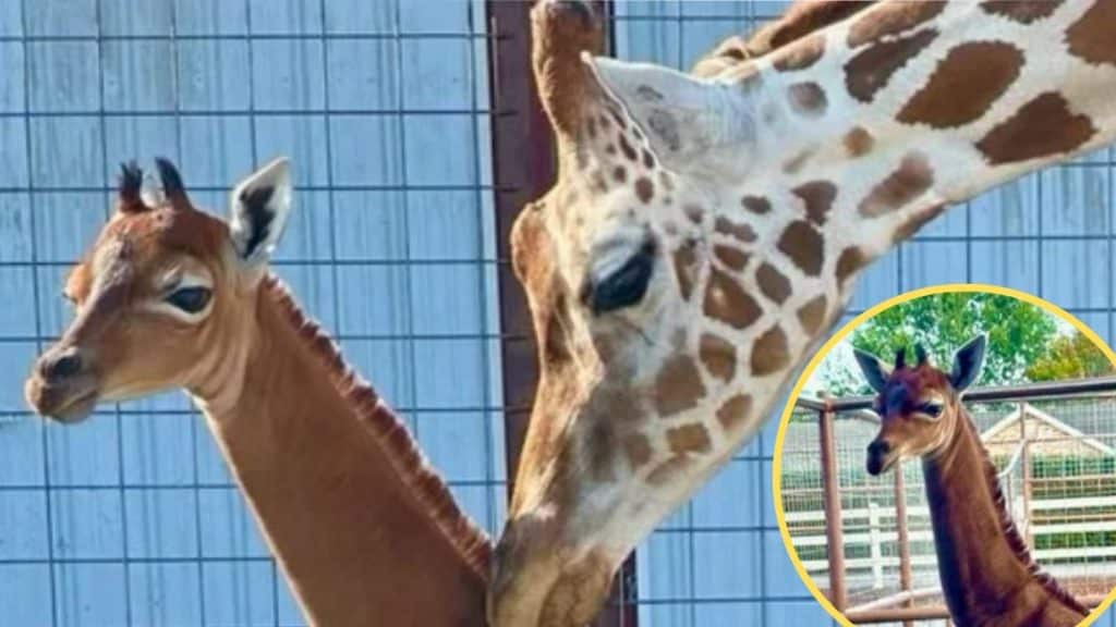 Tennessee Zoo Welcomes Rare Spotless Giraffe – Country Music Family
