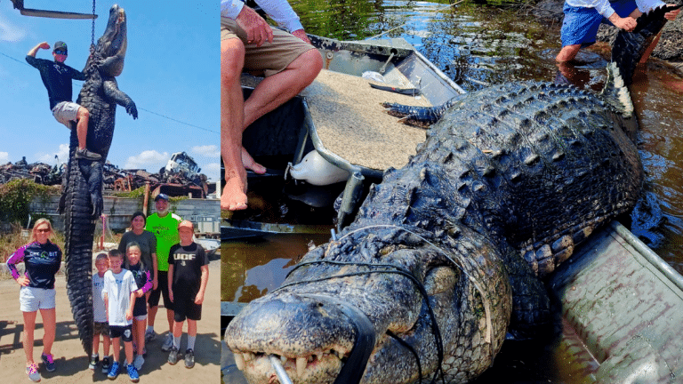 Florida Hunters Catch Near Record-Breaking “Giant” Gator – Country ...