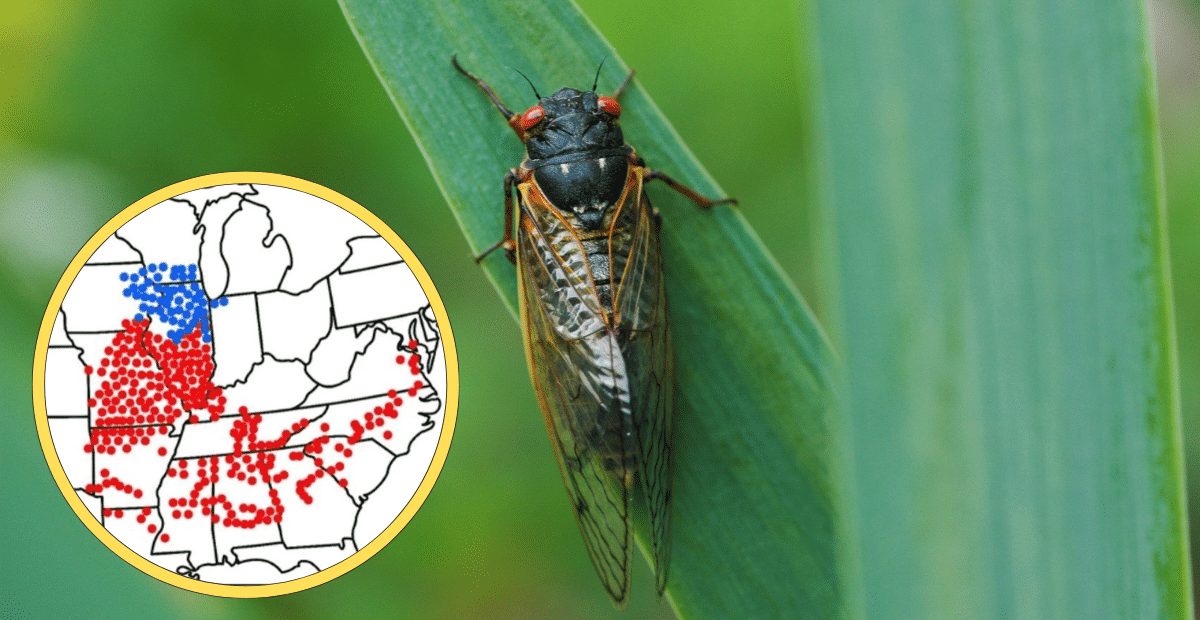 Billions of Cicadas Will Take Over The U.S. This Spring