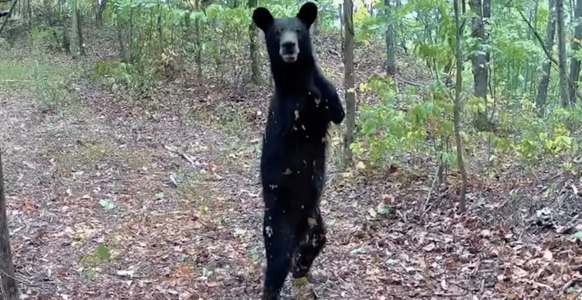WATCH: Black Bear Spotted With Only Two Legs In West Virginia