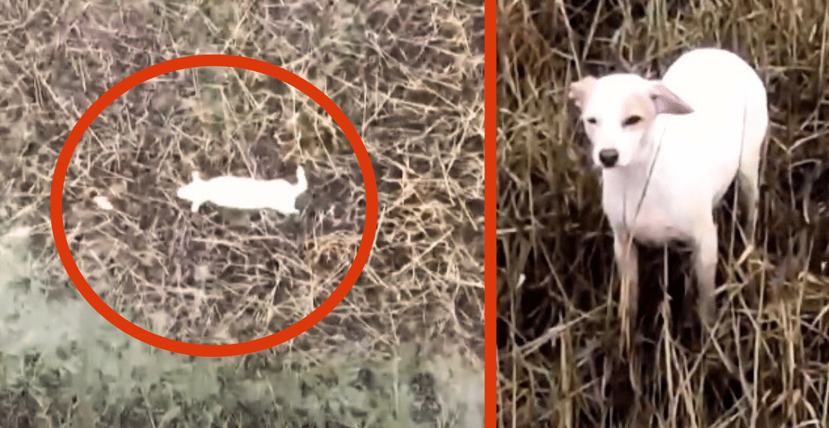 Search & Rescue Team Saves Missing Dog By Tying Sausage To A Drone