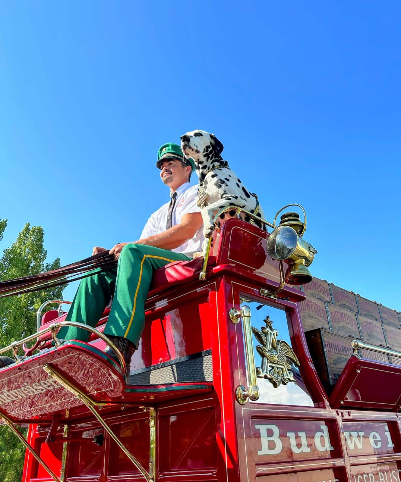 10 Things You Didn't Know About The Budweiser Clydesdales