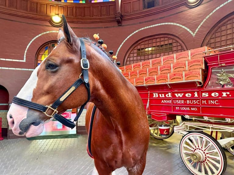 10 Things You Didn't Know About The Budweiser Clydesdales