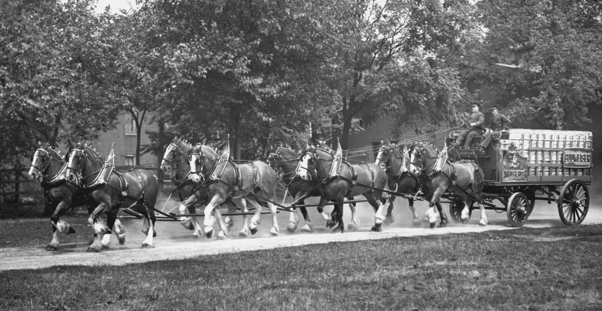 The Interesting History Of The Budweiser Clydesdales