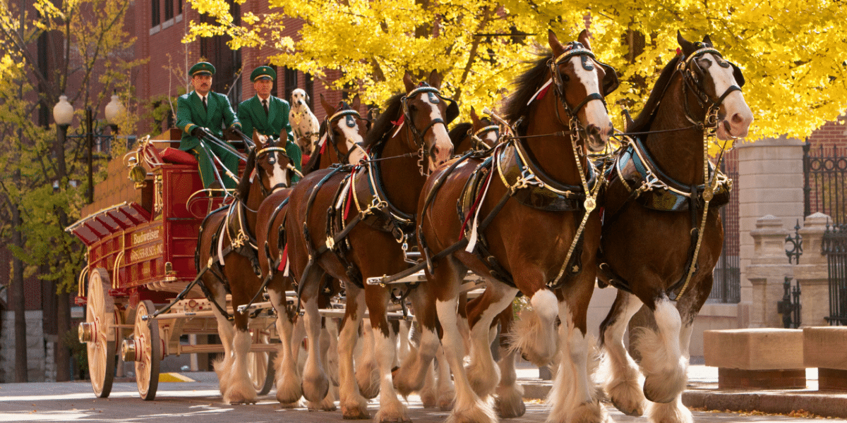 10 Things You Didn't Know About The Budweiser Clydesdales