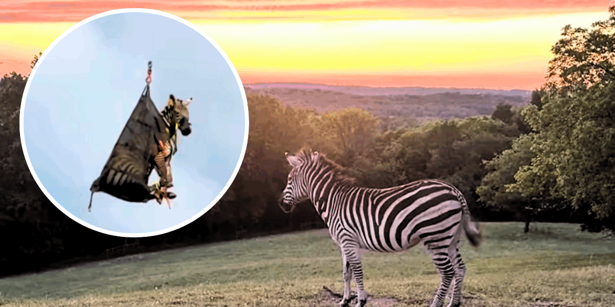 Ed The Zebra Captured 1 Week After Escaping In Tennessee
