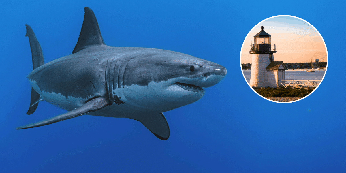 Largest Great White Shark On Record In The Atlantic Ocean Spotted Off ...