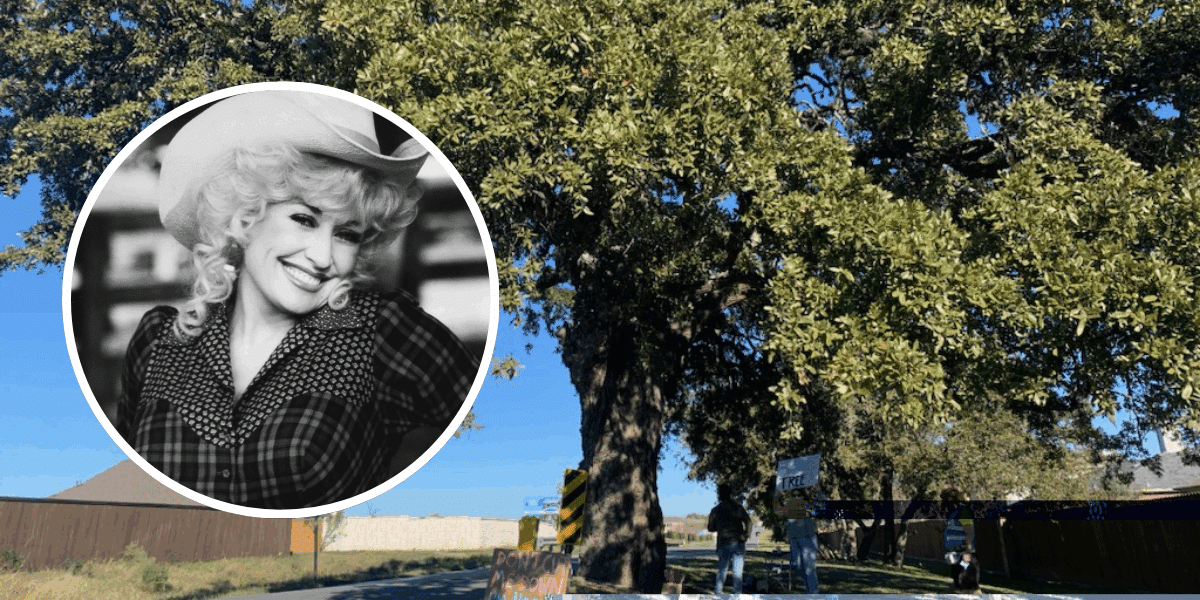400-Year-Old Tree Nicknamed Jolene To Be Moved Despite Outcry From ...