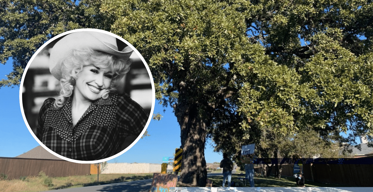 400-Year-Old Tree Nicknamed Jolene To Be Moved Despite Outcry From ...