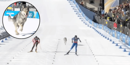 Unexpected Dog Steals The Spotlight During Olympic Cross-Country Skiing ...