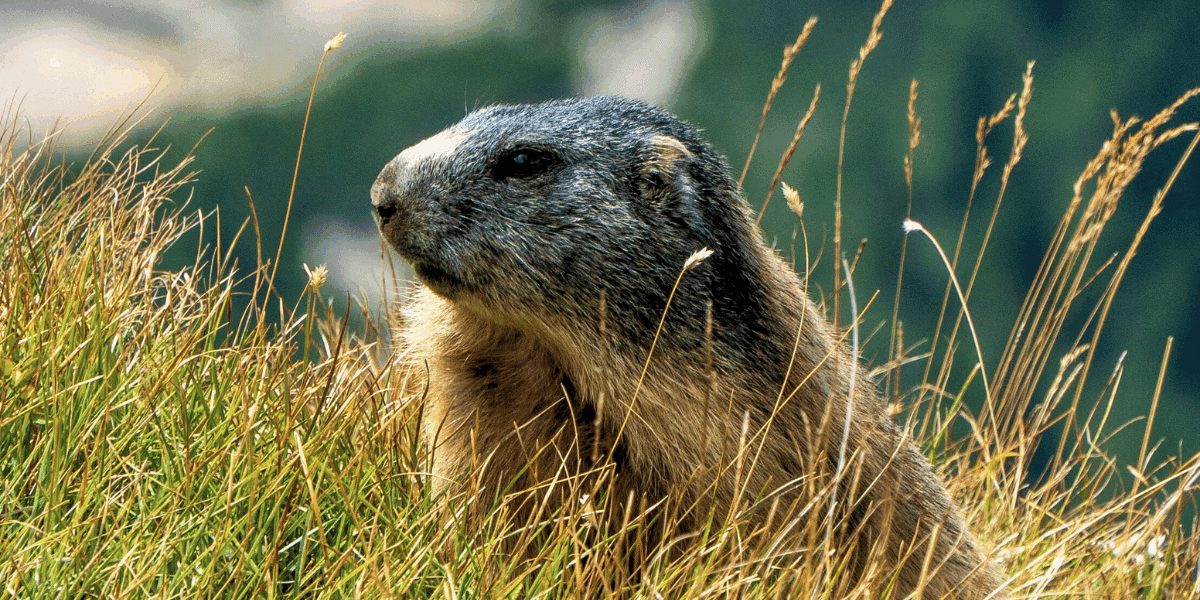 Groundhog Day Tradition Continues With Prediction For Rest Of The Season