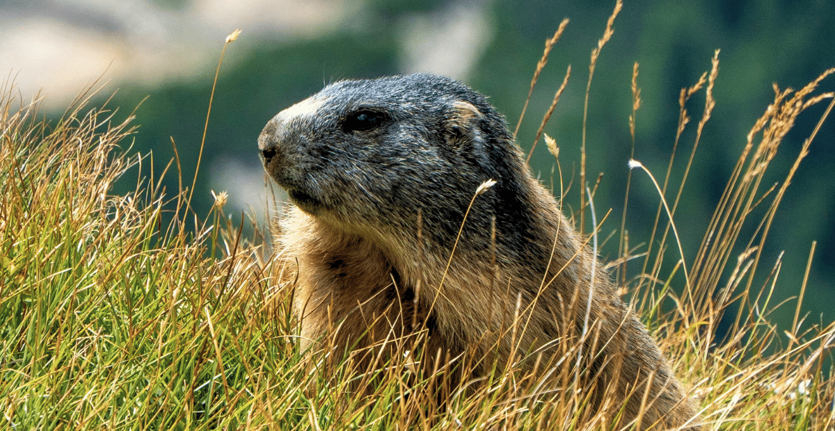 Groundhog Day Tradition Continues With Prediction For Rest Of The Season